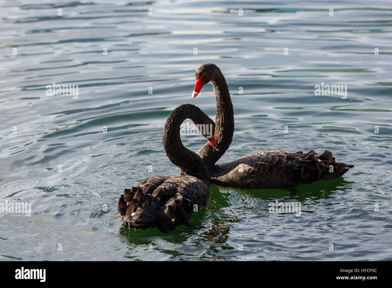 Two courting Australian black swans perform their mating ritual on Lake ...