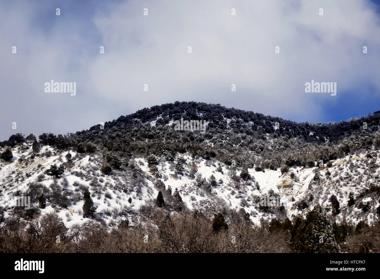 Pine trees snow slope hi-res stock photography and images - Alamy