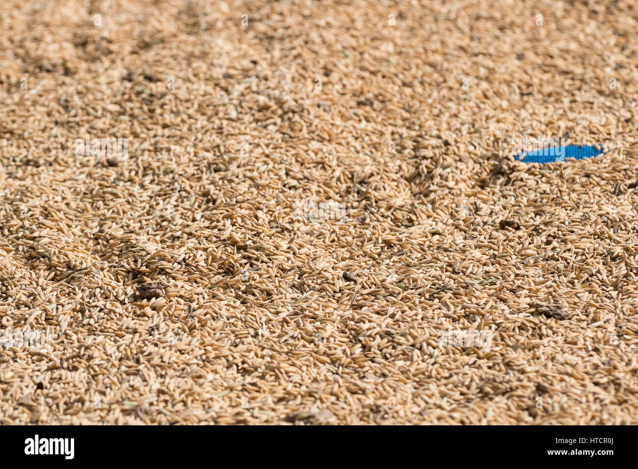 A paddy field is a flooded parcel of arable land used for growing ...