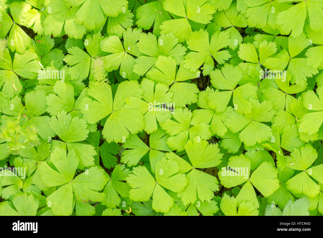 Green leaves background of marsh grass in light and shadow Stock Photo ...