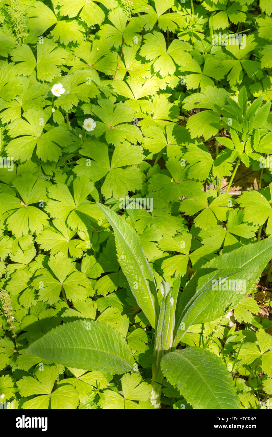 Green leaves background of marsh grass in light and shadow Stock Photo ...