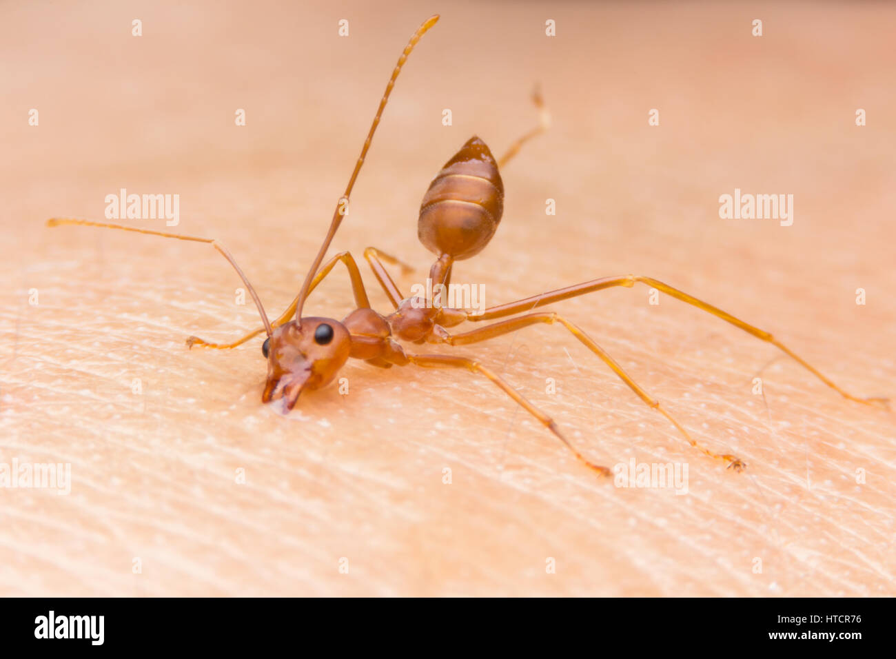 Red ant bite the hand, prevent the enemy from attacking Stock Photo - Alamy