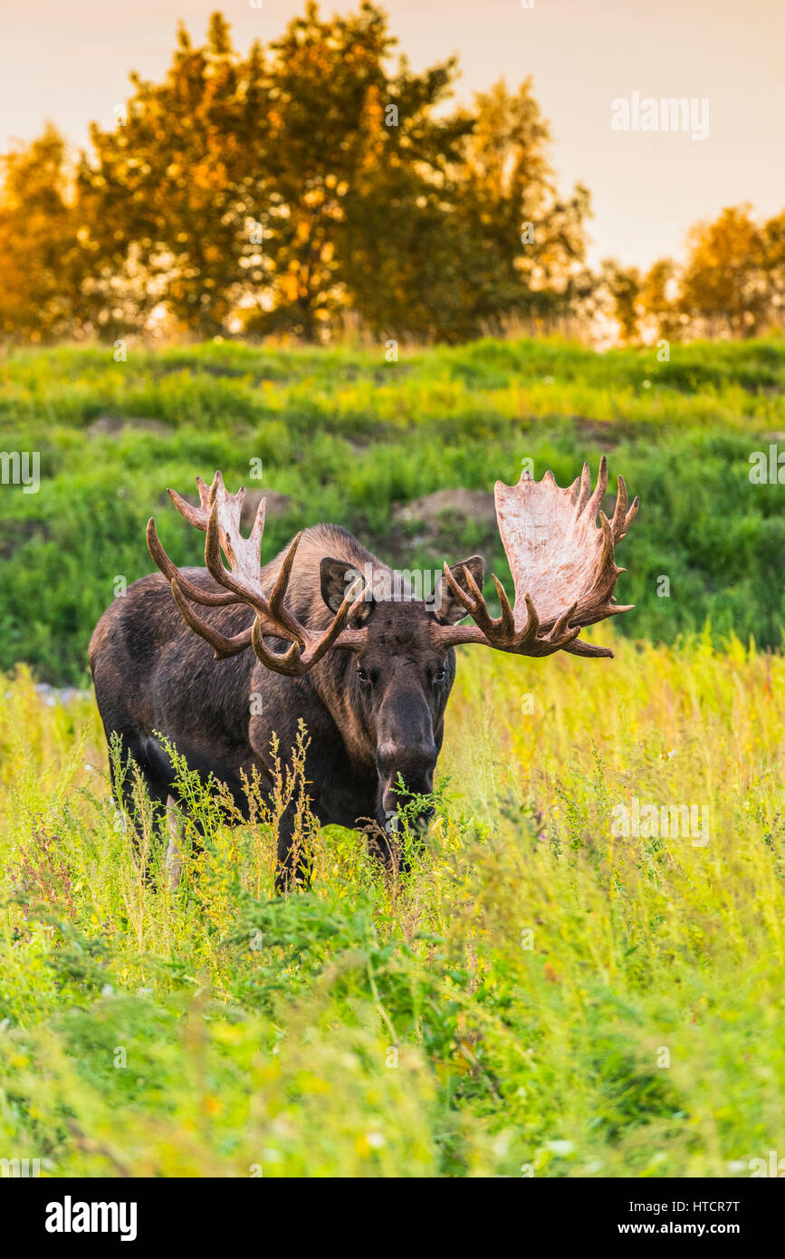 Large bull moose standing in tall grass at Kincaid Park during fall rut ...