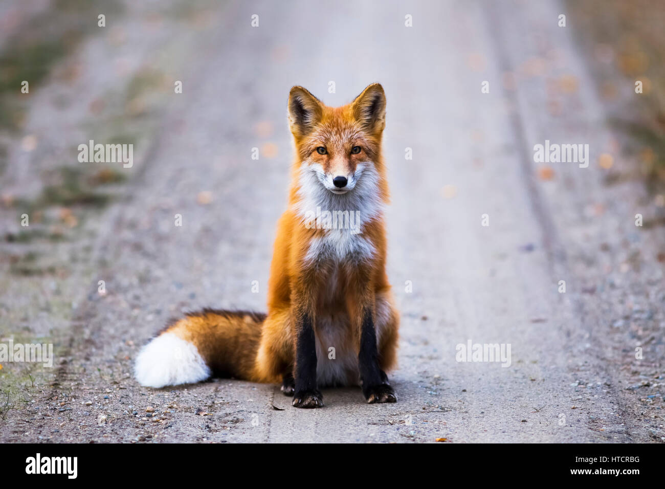A red fox sits on a dirt road on Fort Greely in the fall, Interior ...