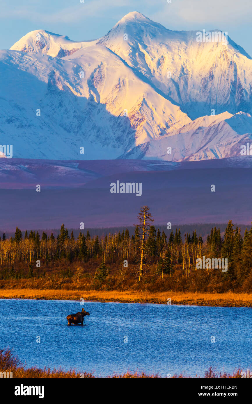 A female moose (alces alces) crosses a pond in late autumn with Mt ...