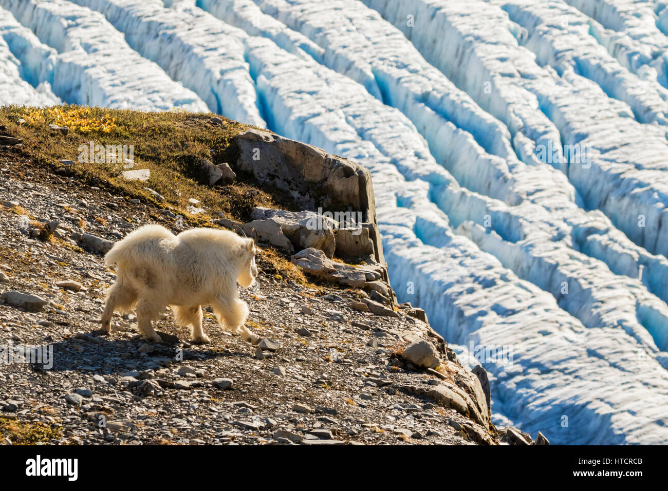 Side view of goat hi-res stock photography and images - Alamy