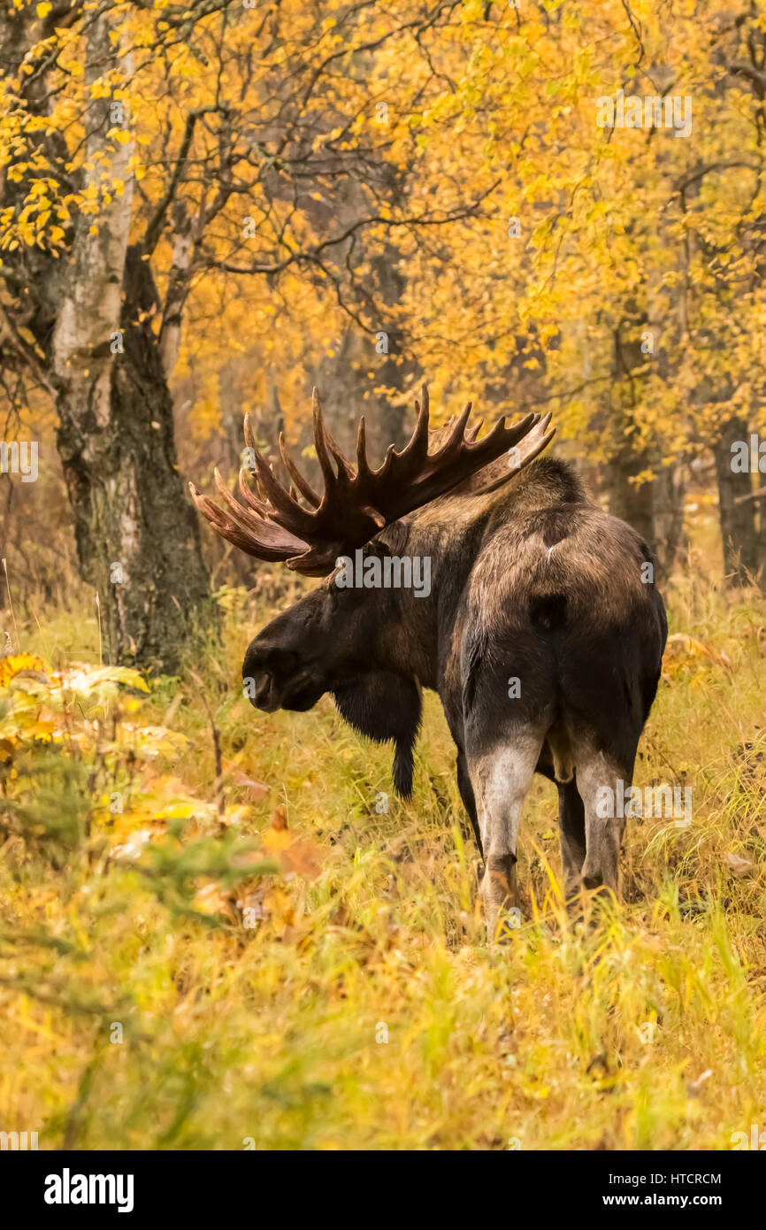 Bull moose (alces alces) with antlers standing in autumn coloured ...