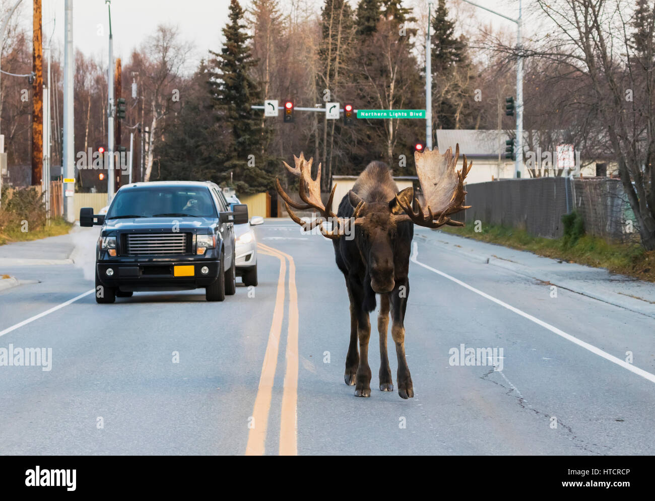 Bull moose walking down the middle of a street in Anchorage ...