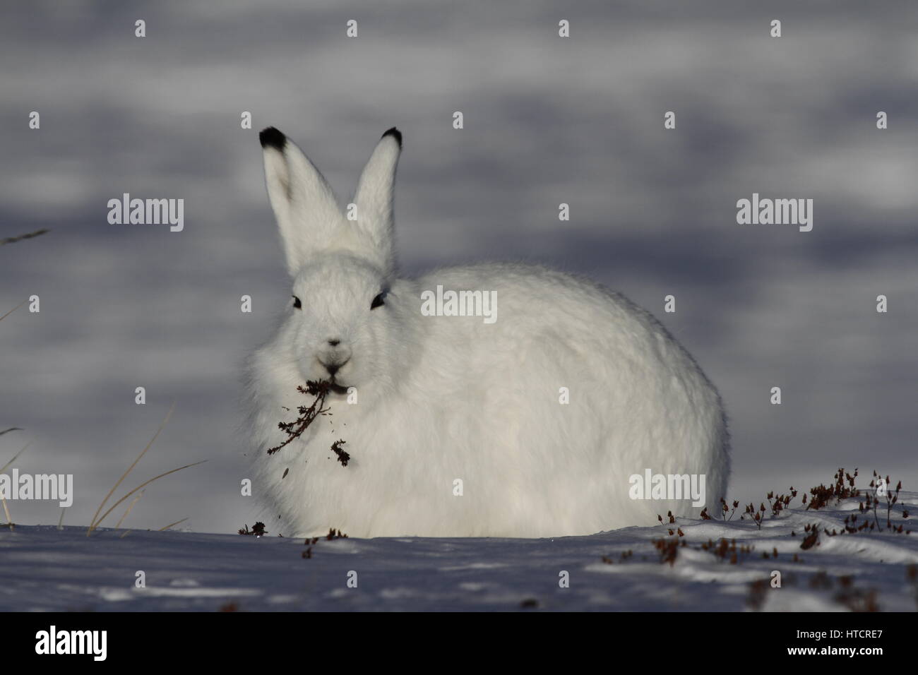 Arctic hare or Lepus arcticus in winter coat chewing on a willow branch ...