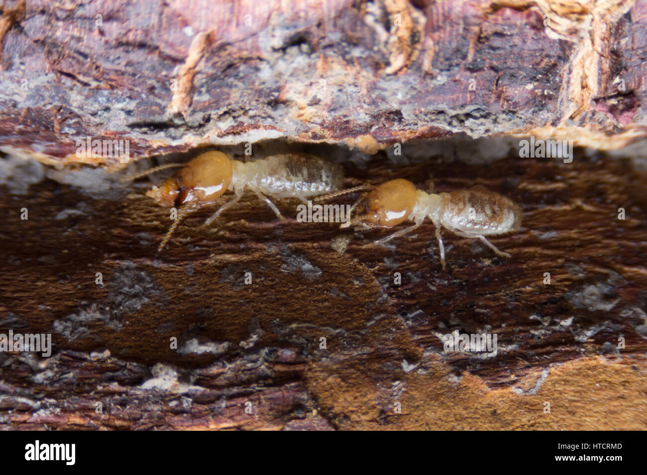 Termite Nest In House