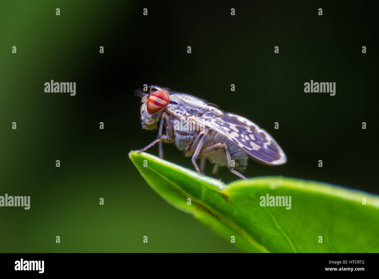 Termite, Termites eat wood like an animal in the house Stock Photo - Alamy