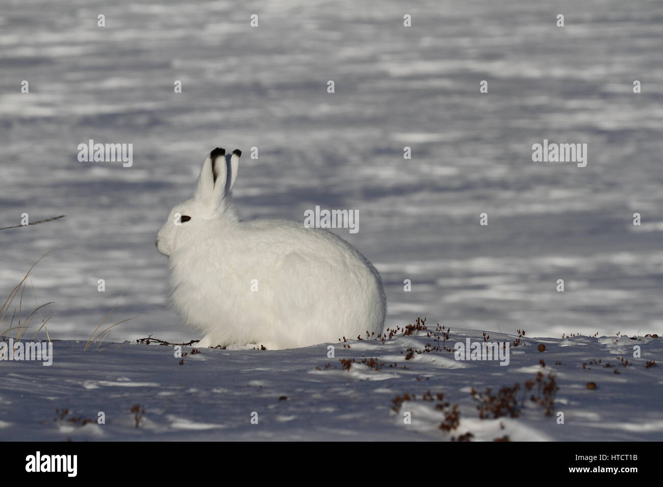 Arctic Hare (Lepus arcticus) grazing in the snow covered tundra, near ...
