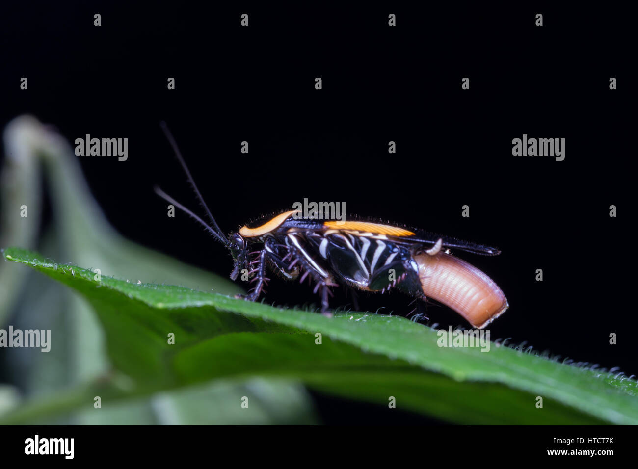 Insects Laying Eggs Stock Photo - Alamy