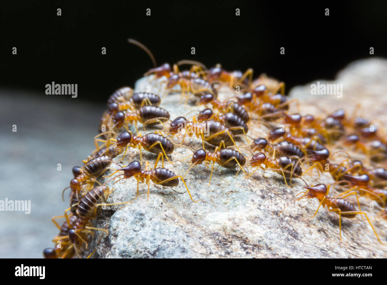 Termite, Termites eat wood like an animal in the house Stock Photo - Alamy