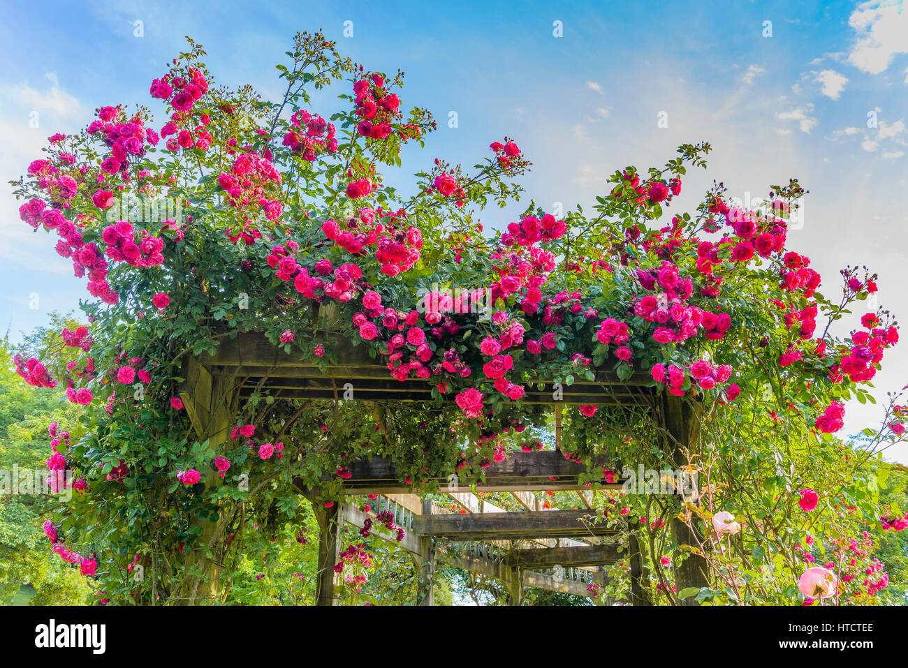 Pink roses on arbor, Burnaby Mountain Centennial Rose Garden, Burnaby ...