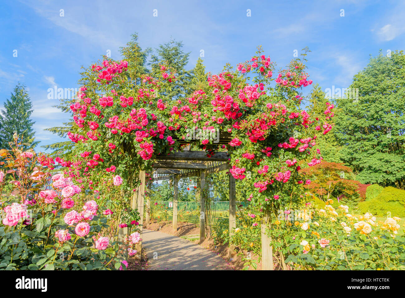 Garden arbor arbour rose hi-res stock photography and images - Alamy