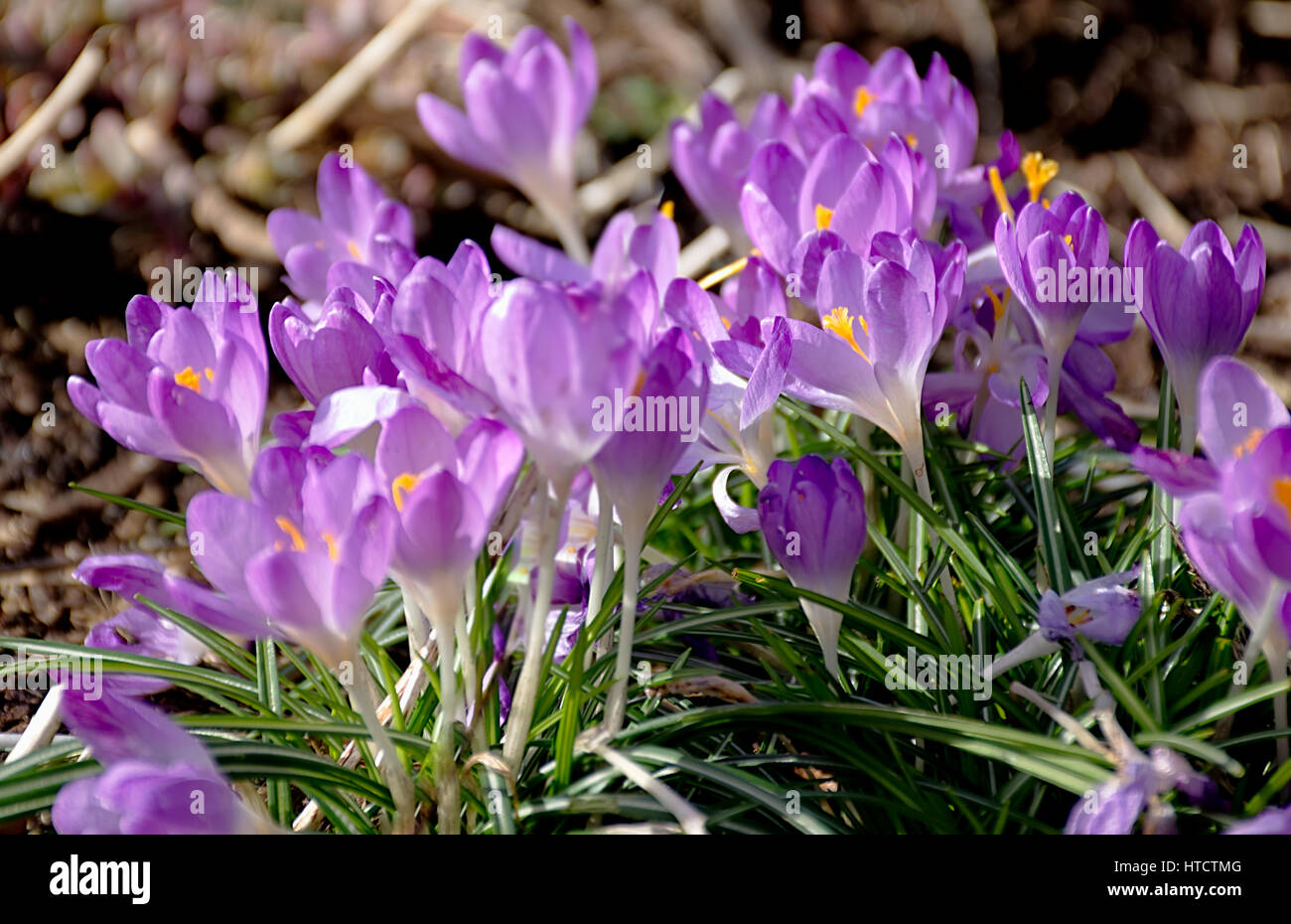 Violet Crocuses,Crocus sativus,blossom in early spring in Stoke on ...