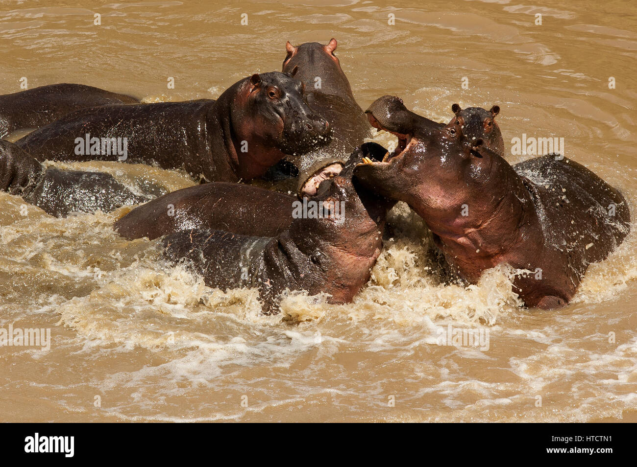 Hippos having fun on Talek river, Masai Mara Game Reserve, Kenya Stock ...