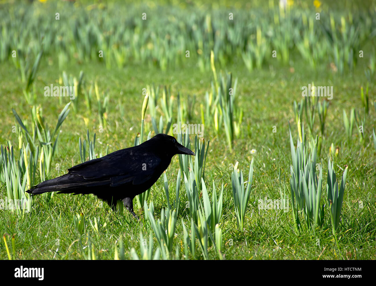 Crow,Corvus,Common raven on grass field in spring and closed daffodils ...