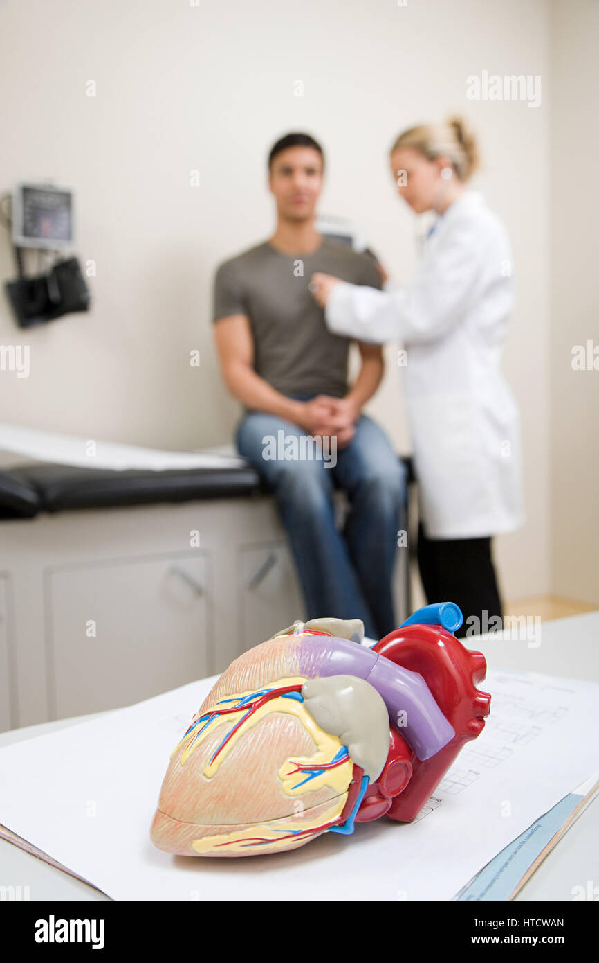 Human heart model vertical hi-res stock photography and images - Alamy