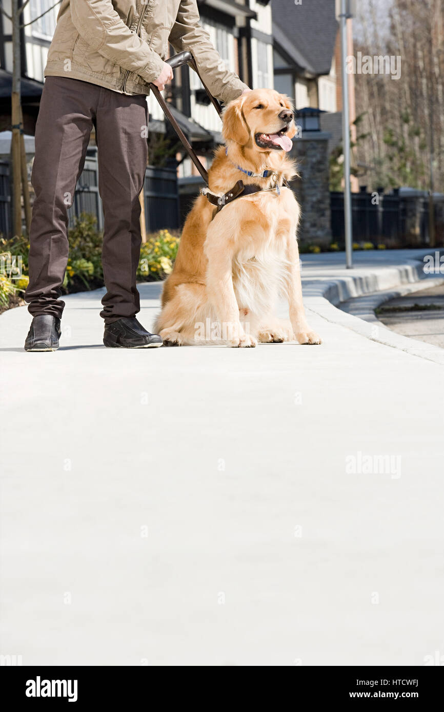 Blind man with guide dog on sidewalk Stock Photo - Alamy