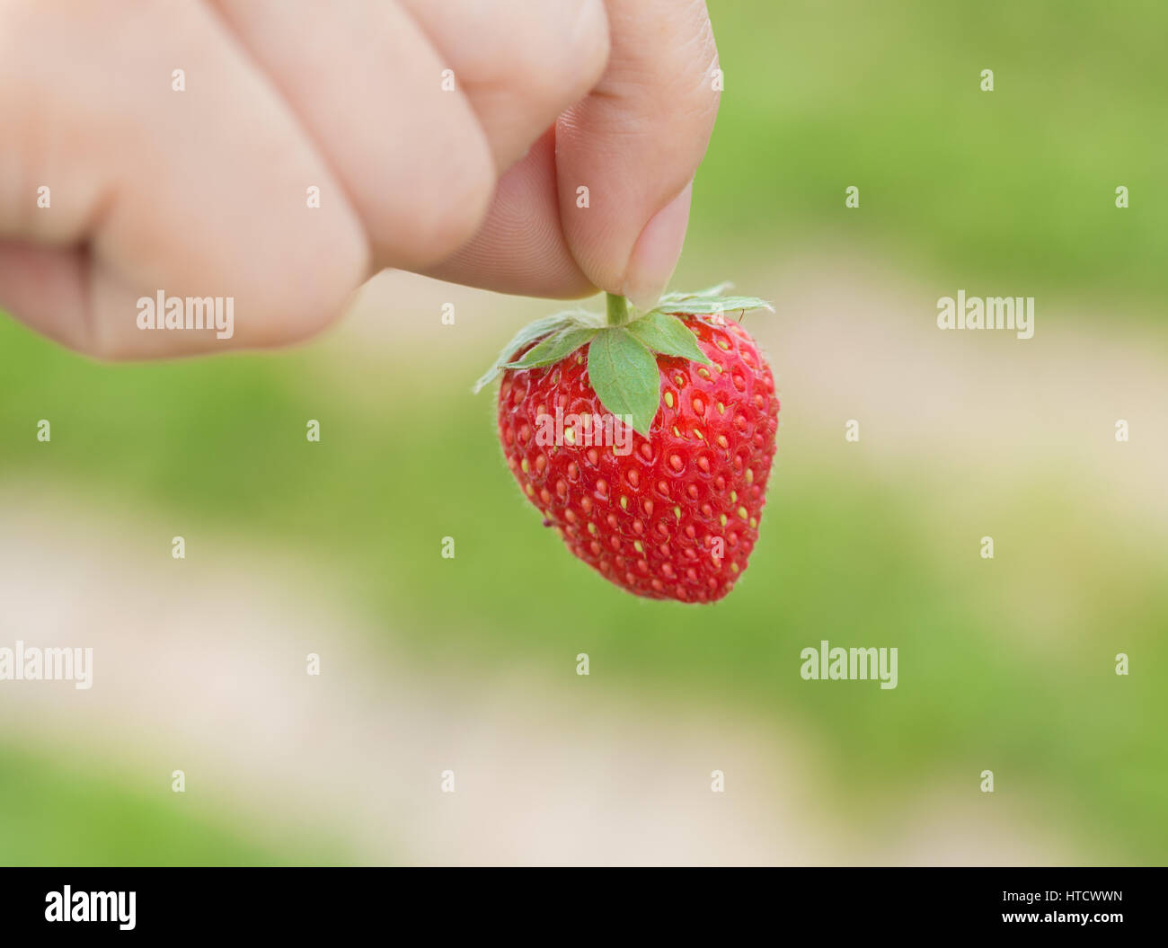 Hand holding strawberry plant hi-res stock photography and images - Alamy