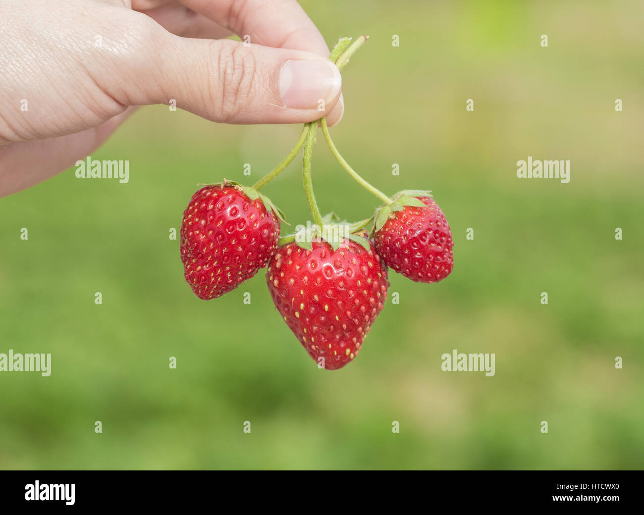 hand holding strawberry with green nature background Stock Photo - Alamy