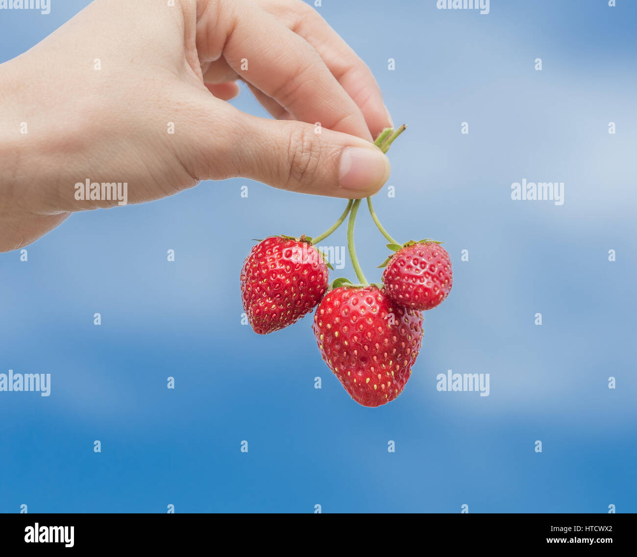 hand holding strawberry with blue sky background Stock Photo - Alamy