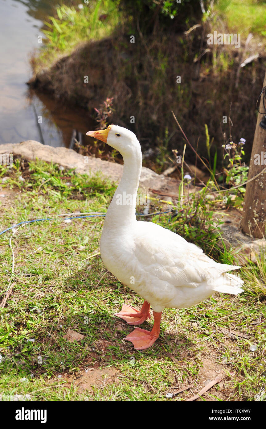 White goose or musk duck on green grass Stock Photo - Alamy