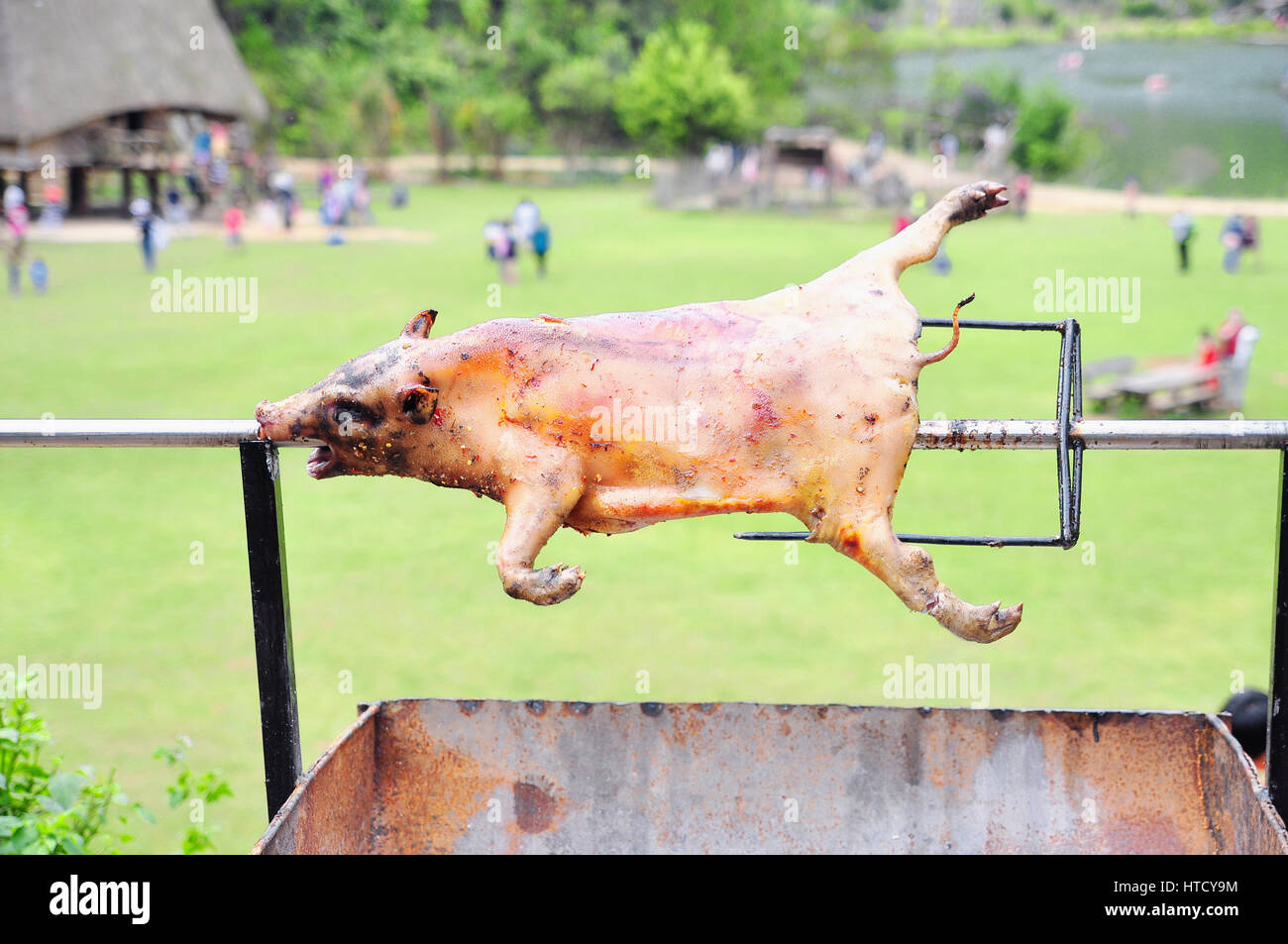Grilling whole pig on hot charcoal in village in vietnam Stock Photo ...