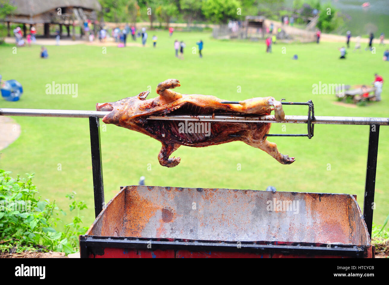 Grilling whole pig on hot charcoal in village in vietnam Stock Photo ...
