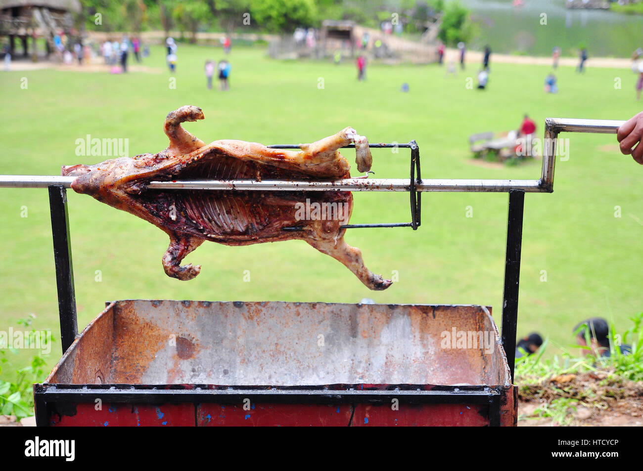 Grilling whole pig on hot charcoal in village in vietnam Stock Photo ...