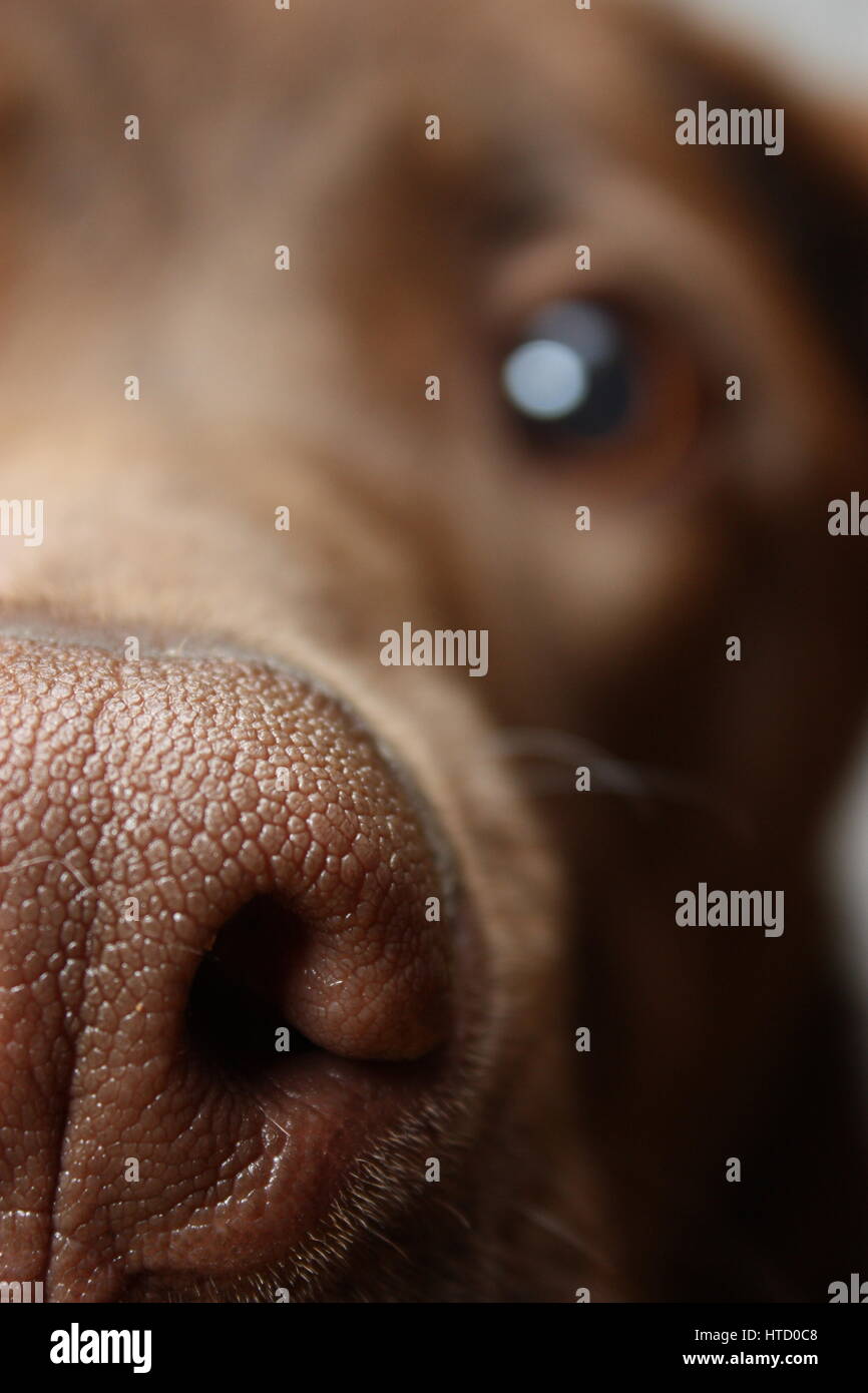 Labrador dog face hi-res stock photography and images - Alamy