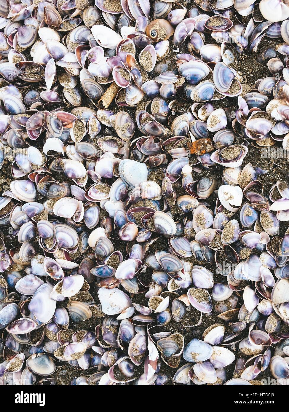 Sea shells and snail on the sand beach Stock Photo - Alamy