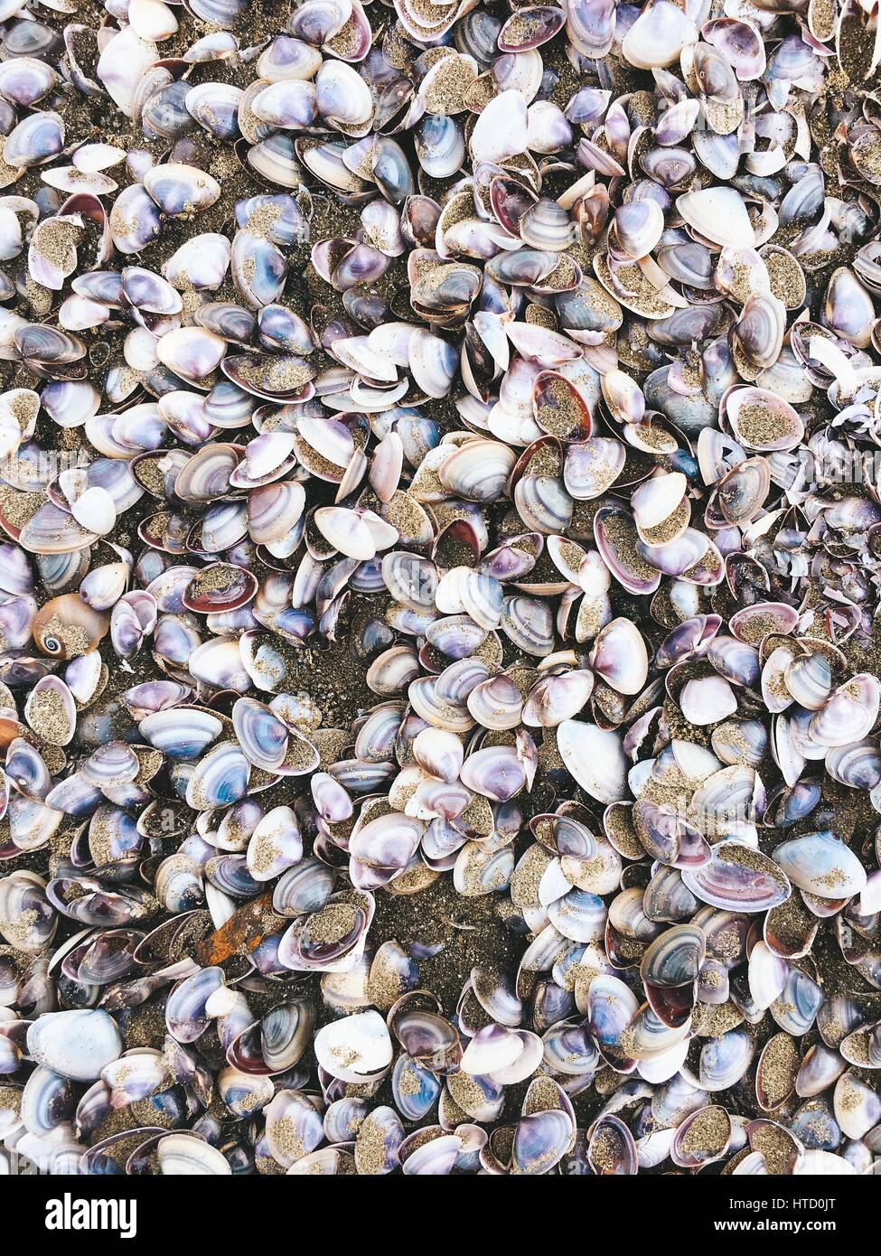 Sea shells and snail on the sand beach Stock Photo - Alamy