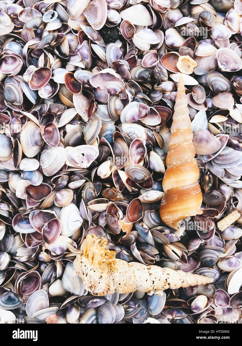 Sea shells and snail on the sand beach Stock Photo - Alamy