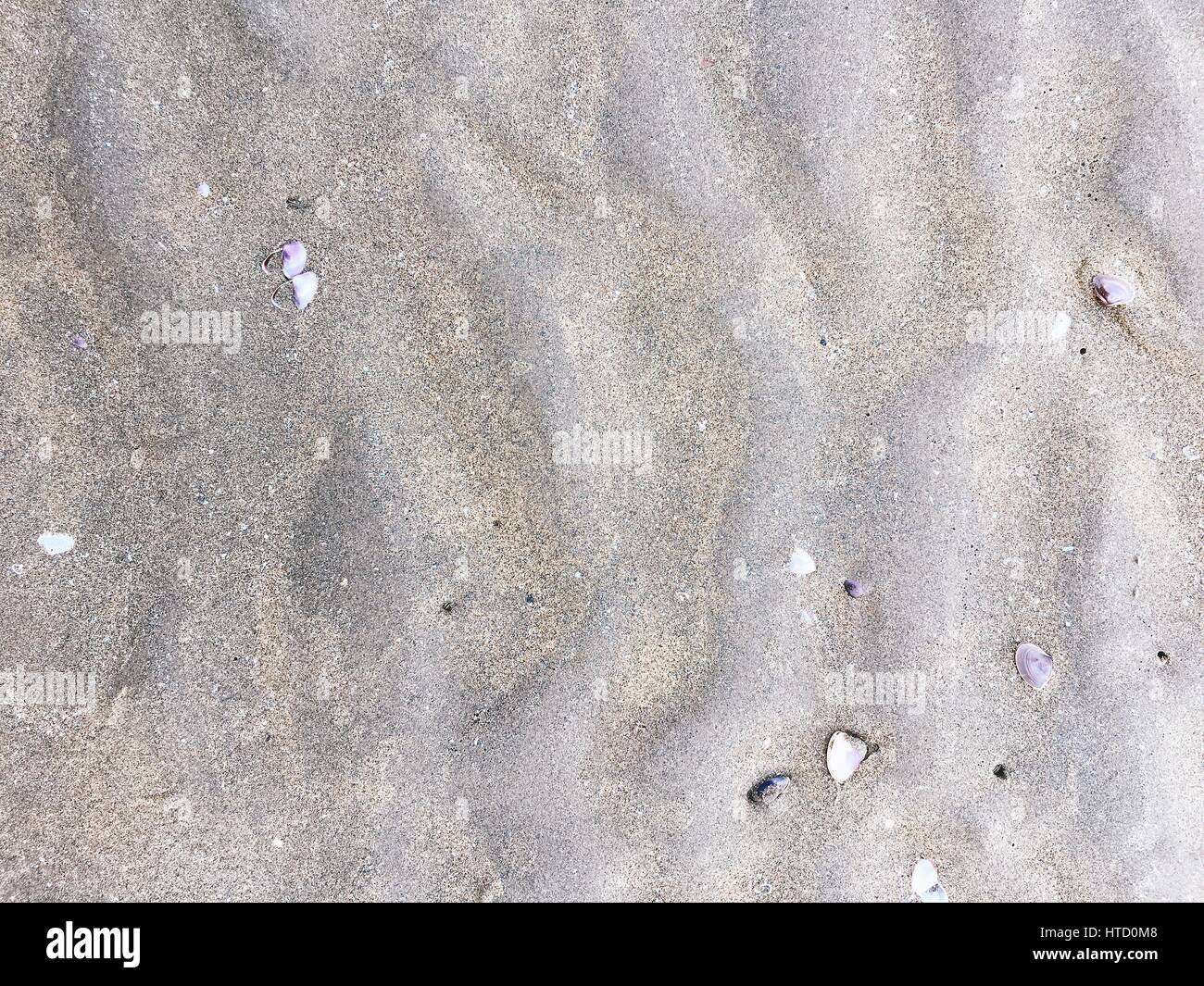 Sea shells and snail on the sand beach Stock Photo - Alamy