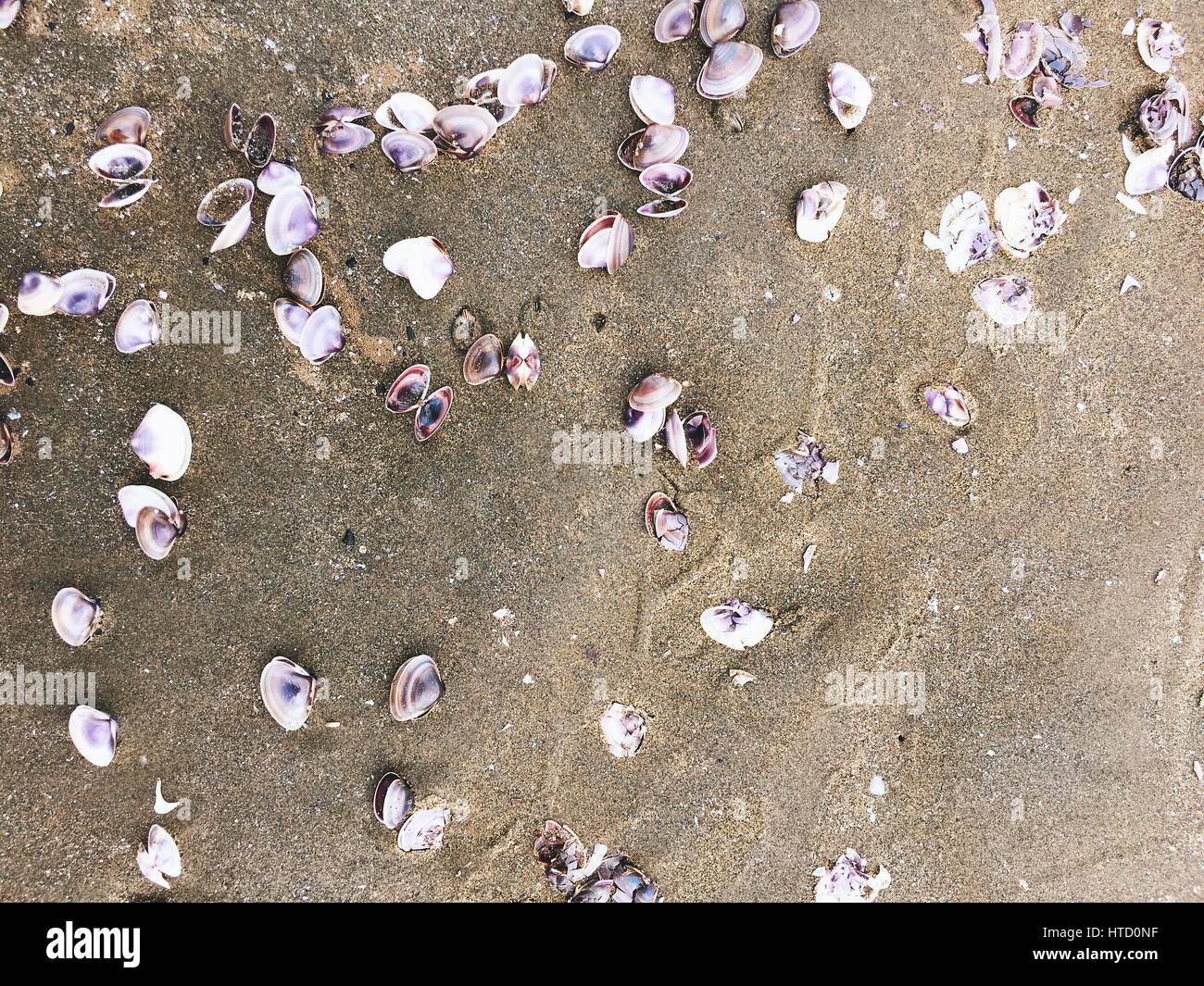 Sea shells and snail on the sand beach Stock Photo - Alamy