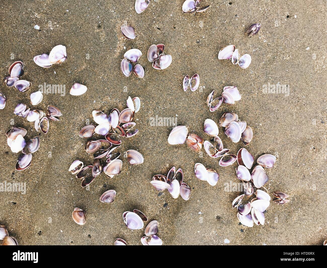 Sea shells and snail on the sand beach Stock Photo - Alamy