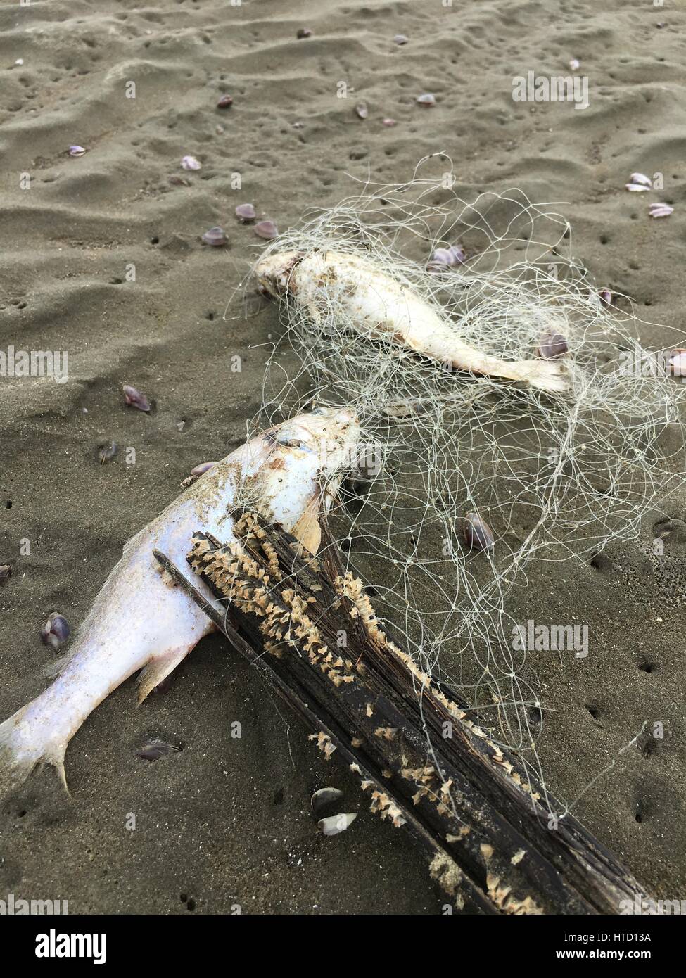 Fish head rotting hi-res stock photography and images - Alamy