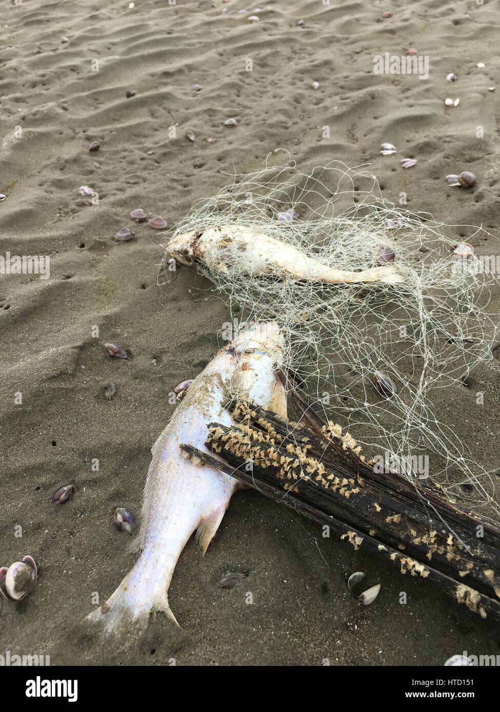 The corpse of death fish stuck in fishing net on the beach Stock Photo ...