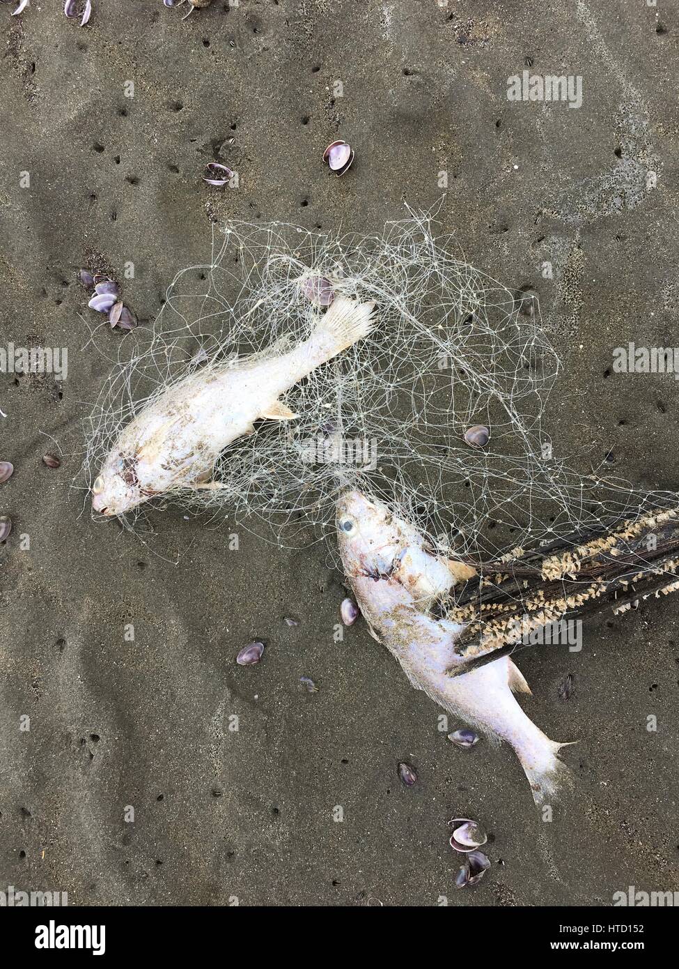 The corpse of death fish stuck in fishing net on the beach Stock Photo ...