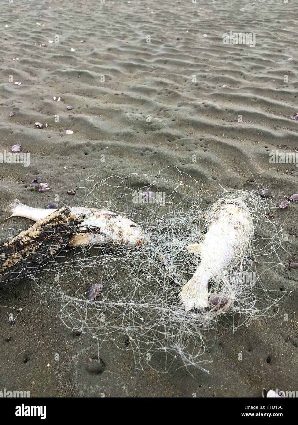 Fish Corpse High Resolution Stock Photography and Images - Alamy