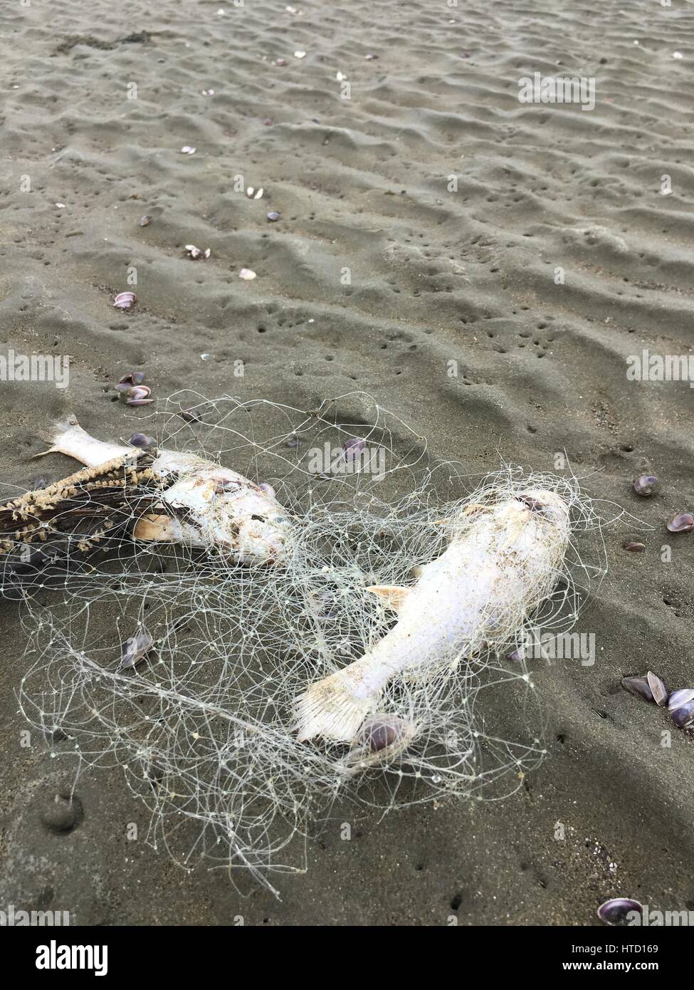 The corpse of death fish stuck in fishing net on the beach Stock Photo ...