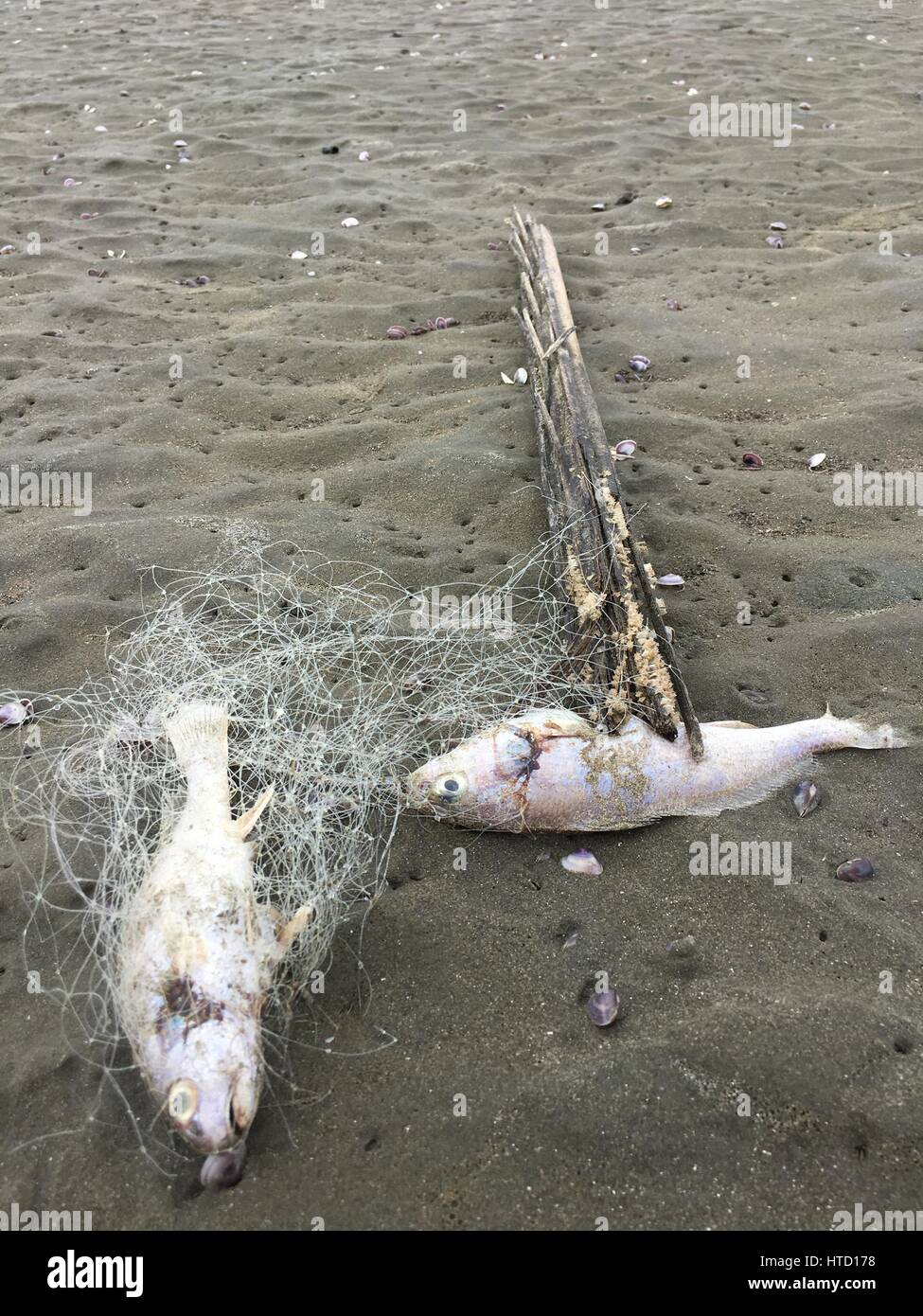 The corpse of death fish stuck in fishing net on the beach Stock Photo ...