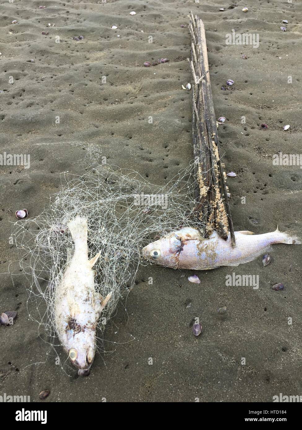 Fish corpse hi-res stock photography and images - Alamy