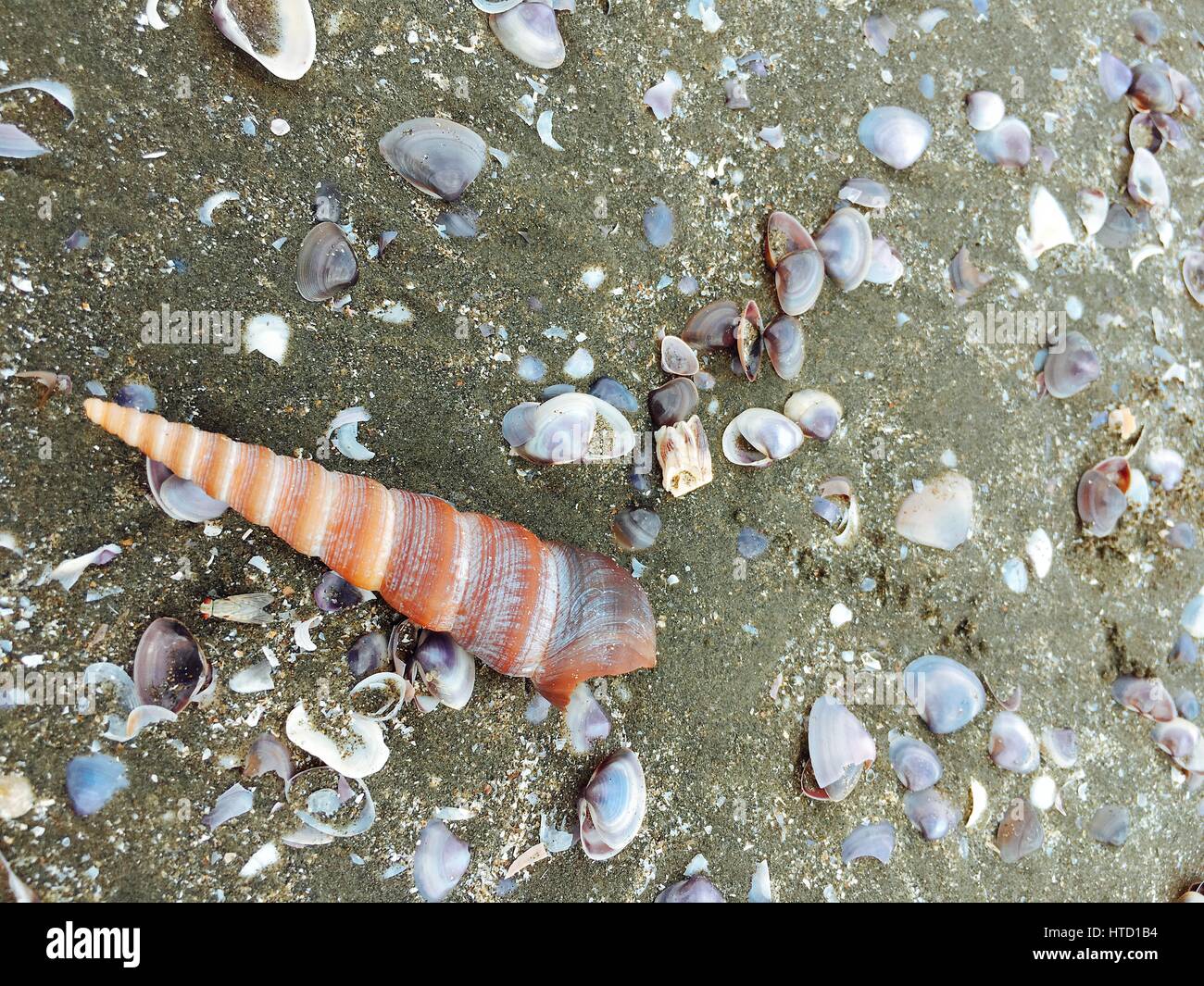 Sea shells and snail on the sand beach Stock Photo - Alamy