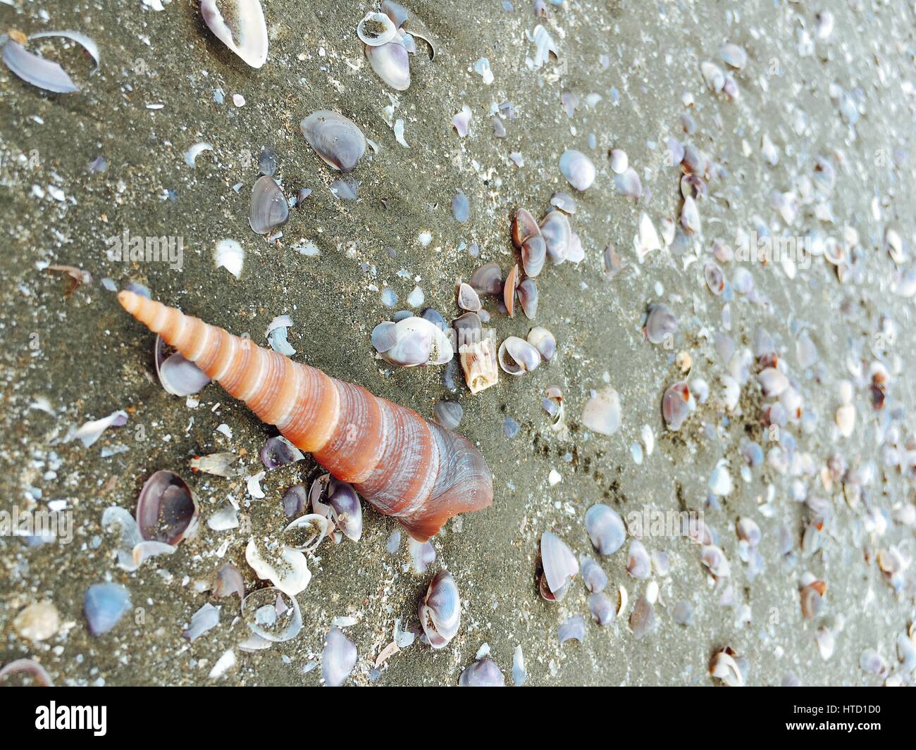 Sea shells and snail on the sand beach Stock Photo - Alamy