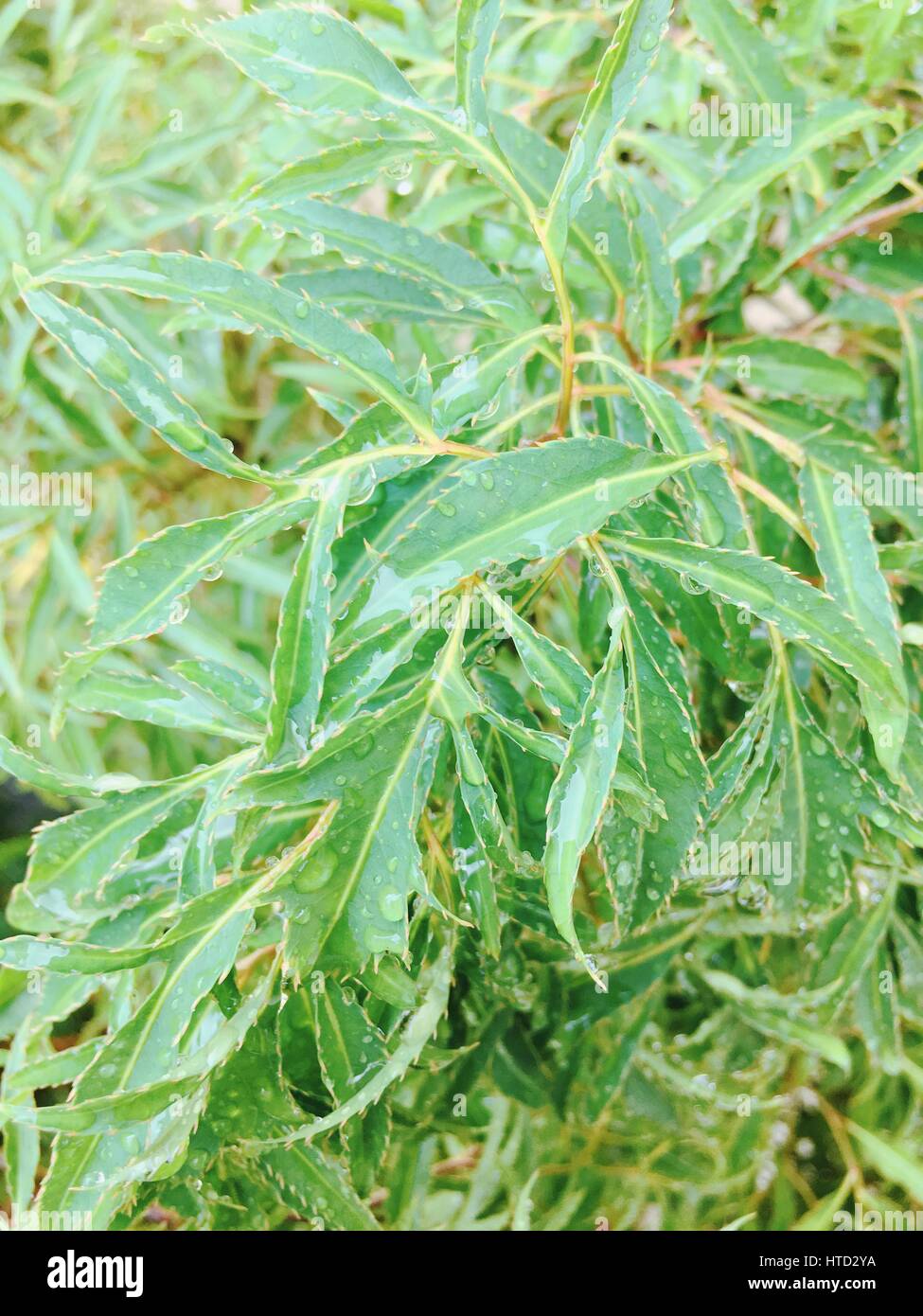 Polyscias polyscias fruticosa hi-res stock photography and images - Alamy