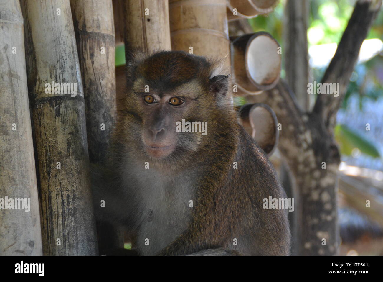 Monkey on a tree is playing with a stick at the restaurant on Honda bay ...